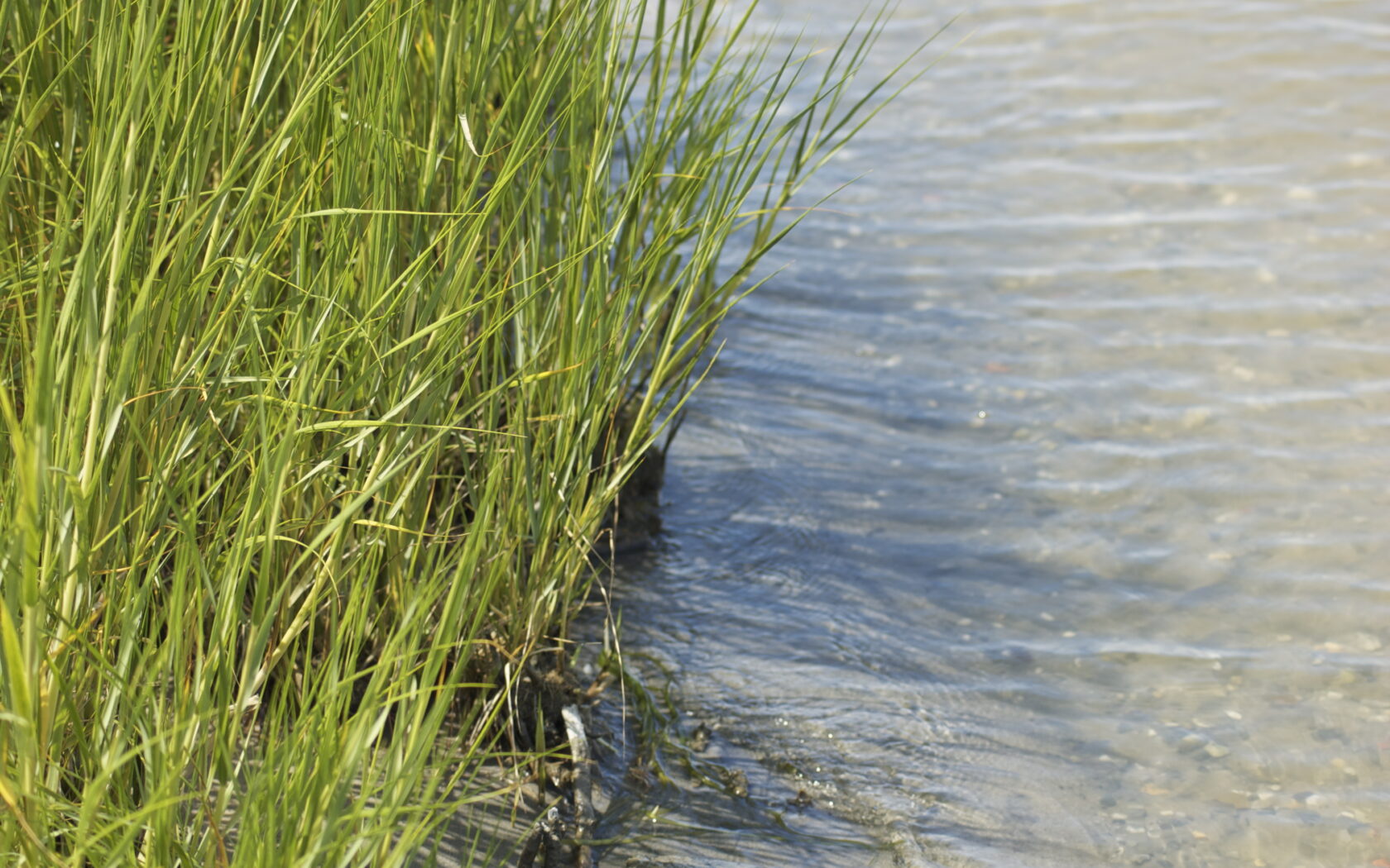 Sustainable Chesapeake | Bridging the gap between agriculture and ...